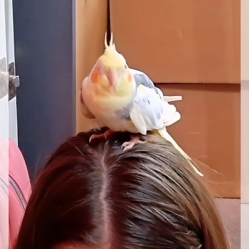 Попугай корелла с клеткой