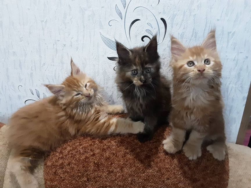 Котята мейн-кун