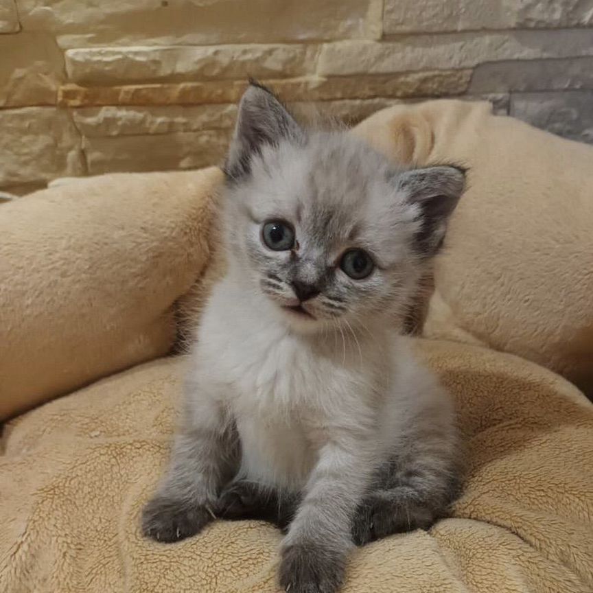 Котенок в добрые руки