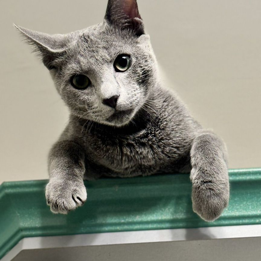 Отдам кота в добрые руки. Порода "Русская голубая"