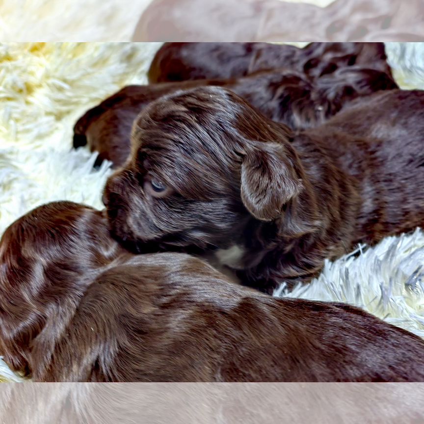 Йоркширский терьер, щенок