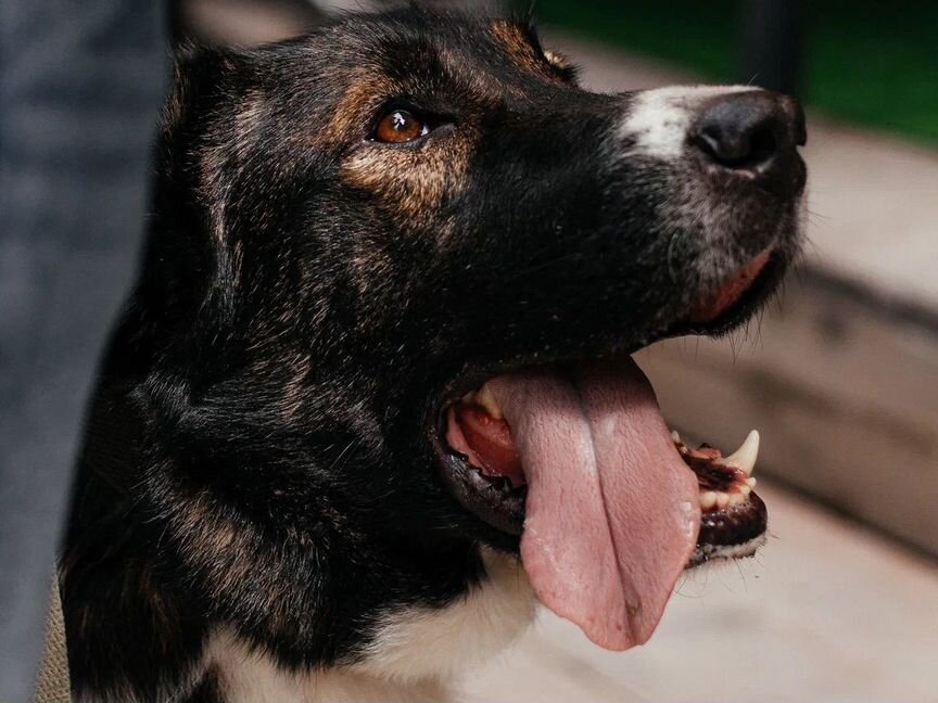 Пёс по кличке Добрый,ищет надежную семью