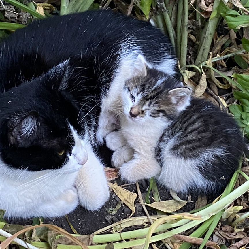 Котенок