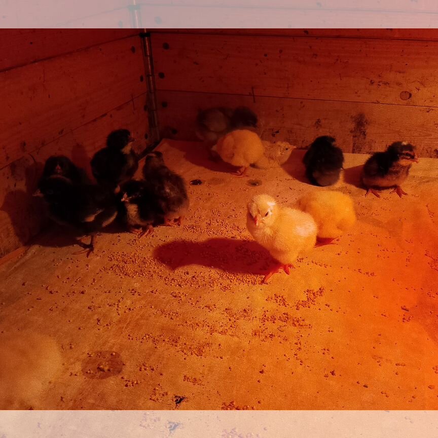 Цыплята суточные несушки