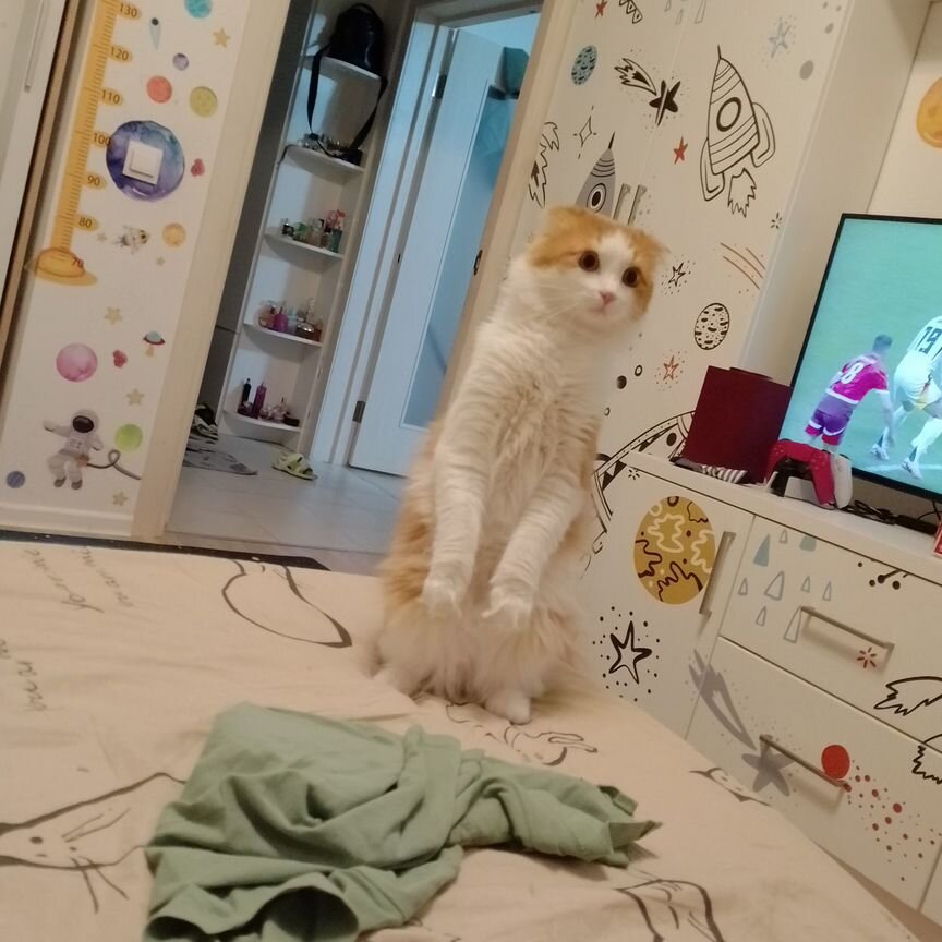 Вислоухий кот 1 год