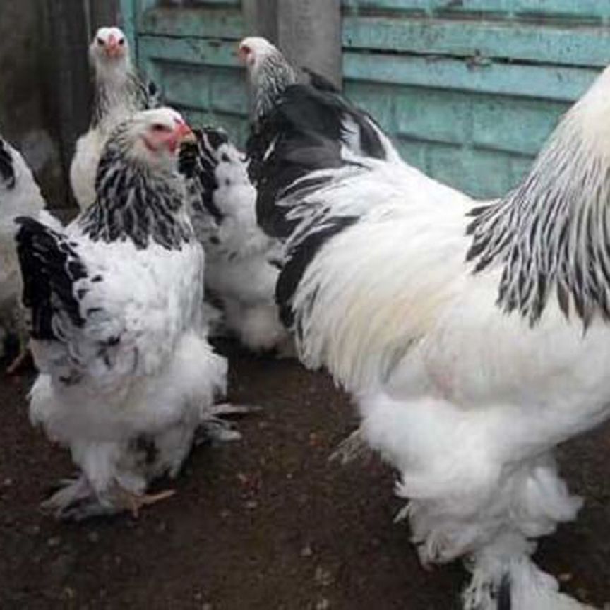 Петухи мясной породы Брама, Кохинхин 1 год