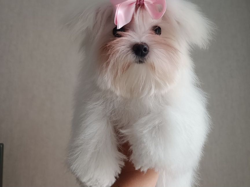 Мальтезе щенок девочка