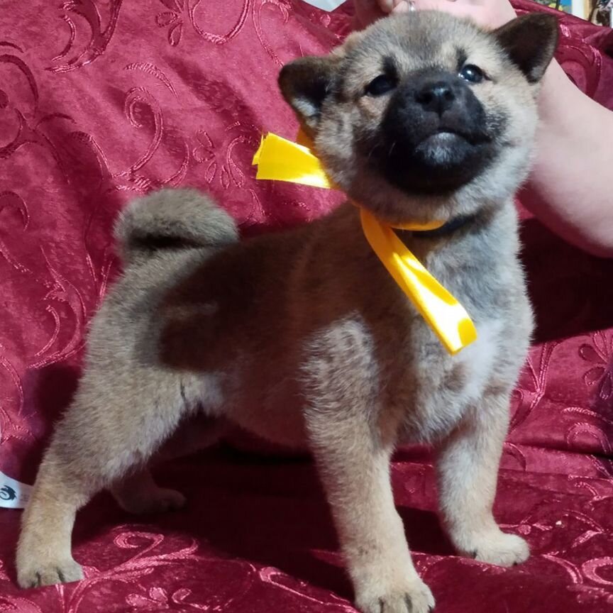 Сиба ину щенки