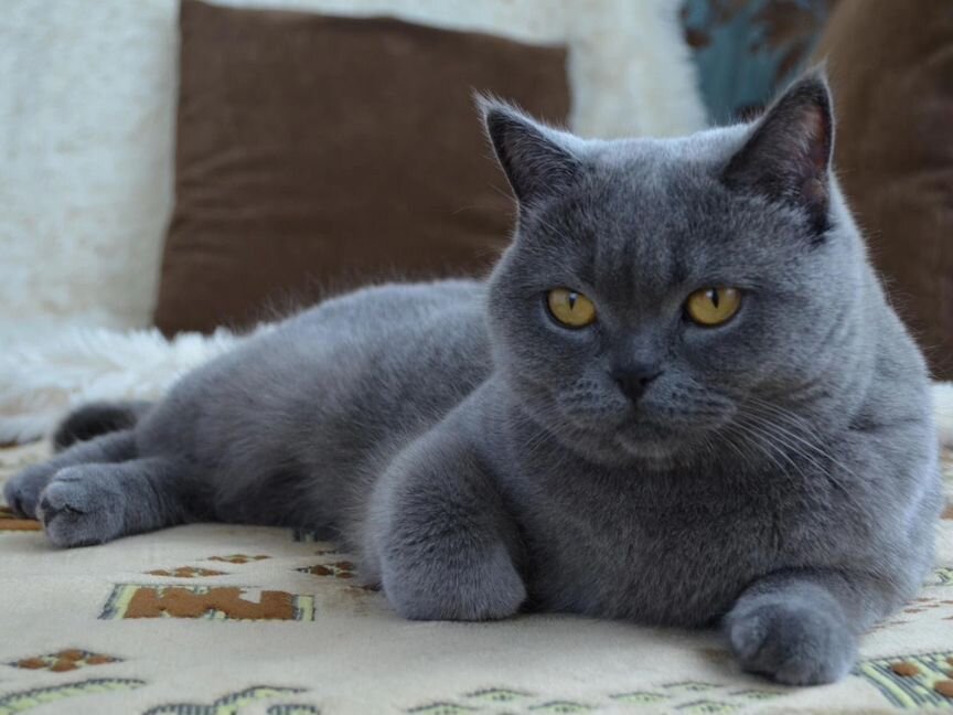 Британская кошечка