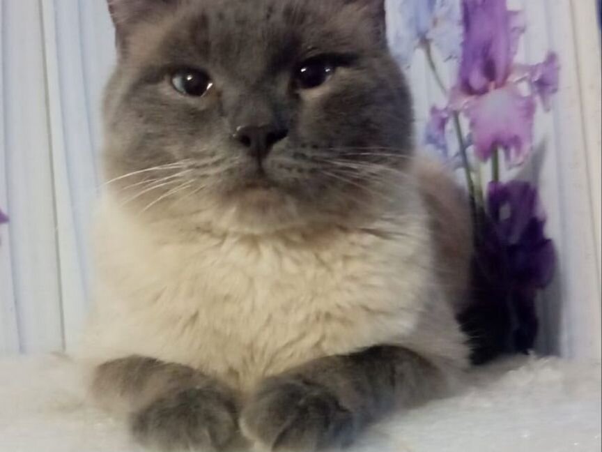 Кот