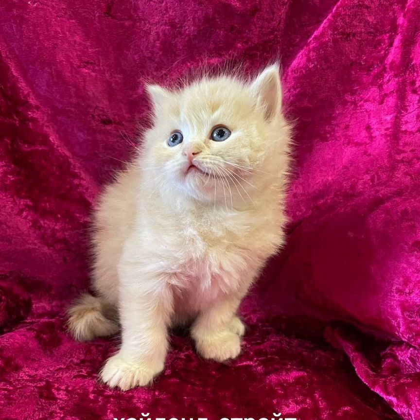 Шотландские котята