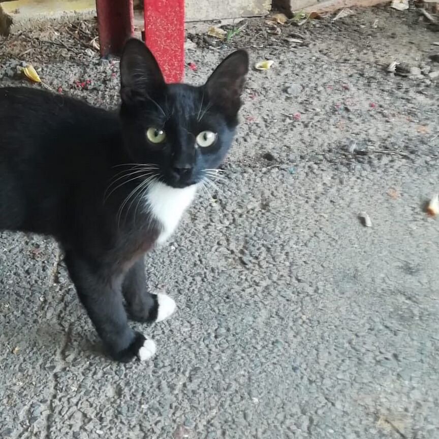 Котята красавчики Бесплатно