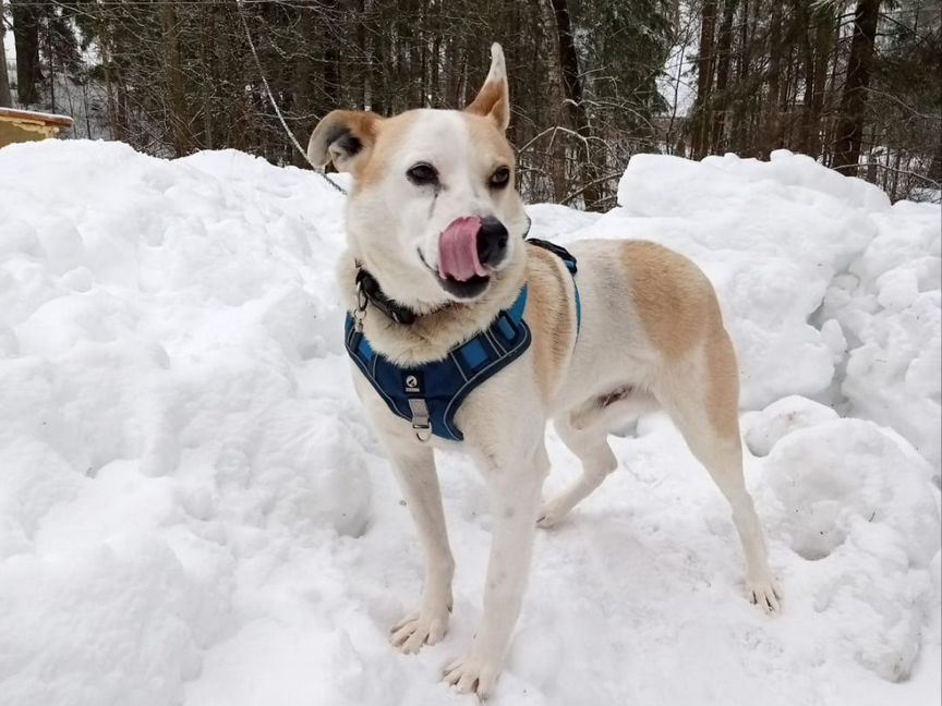 Собака в добрые руки