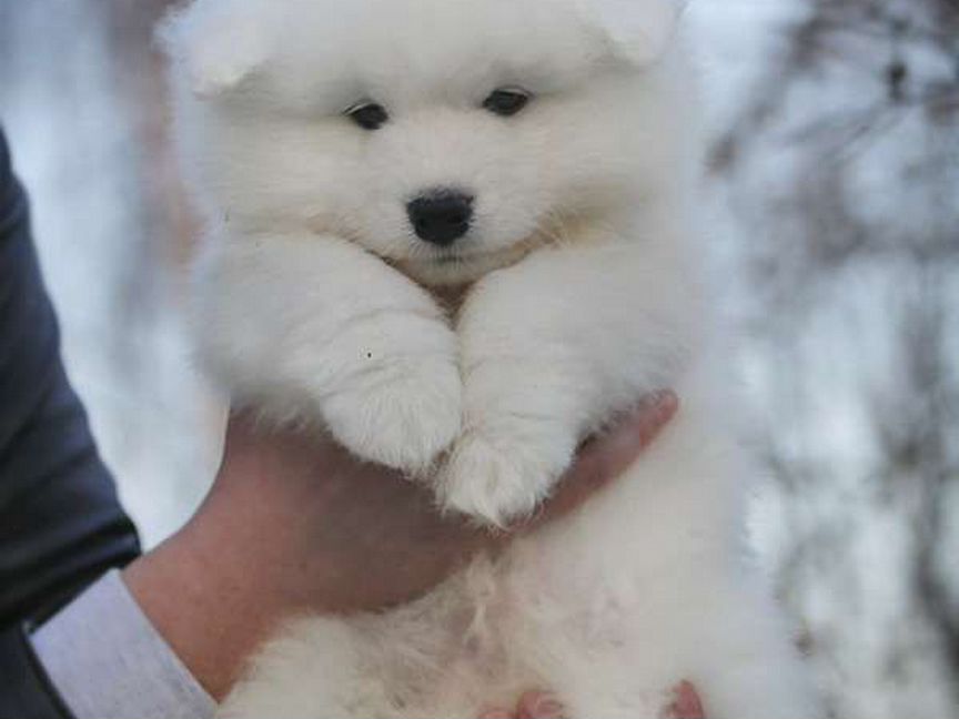 Самоедская лайка щенки