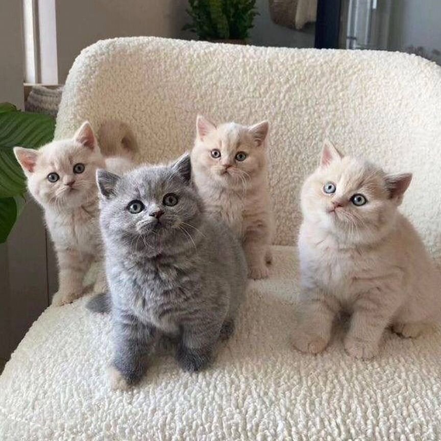 Шотландские котята