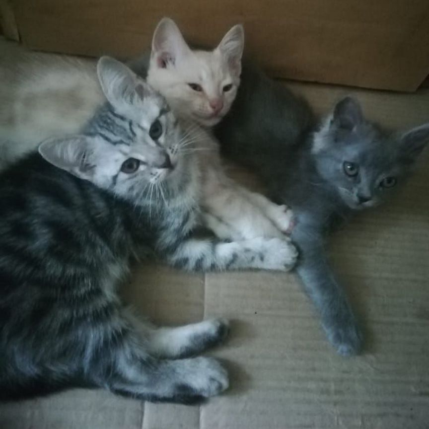 Отдам в добрые руки котёнка