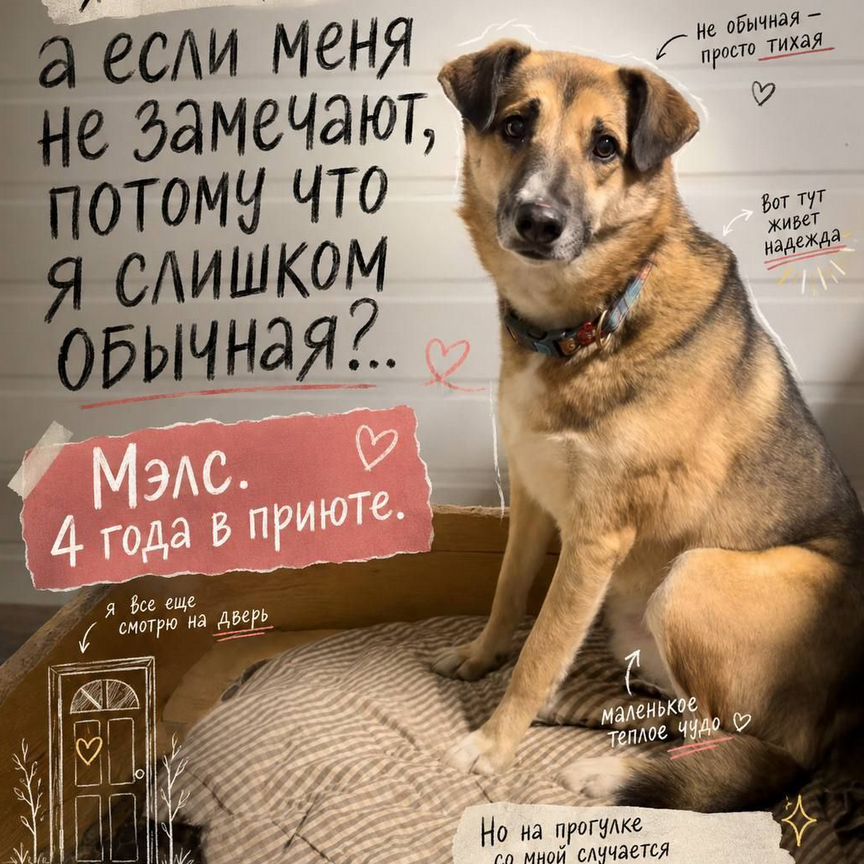 Взрослая собака в добрые руки