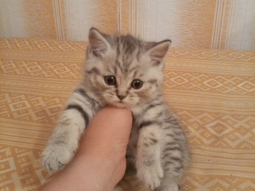 Продам котёнка шотландской породы
