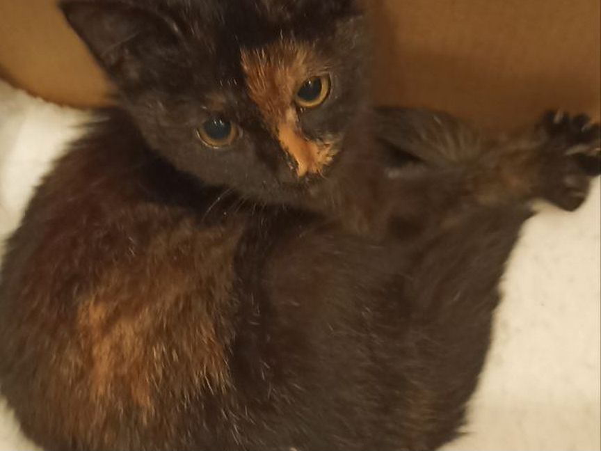 Котёнок в дар