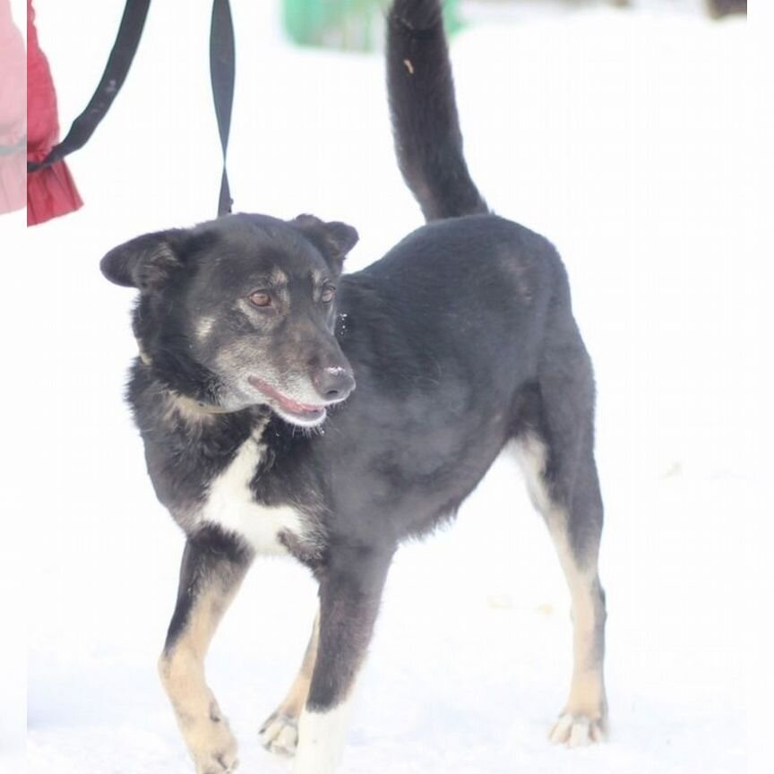 Подопечная приюта