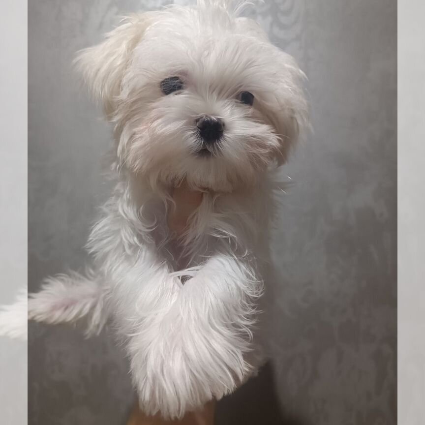 Мальтийская болонка, щенок