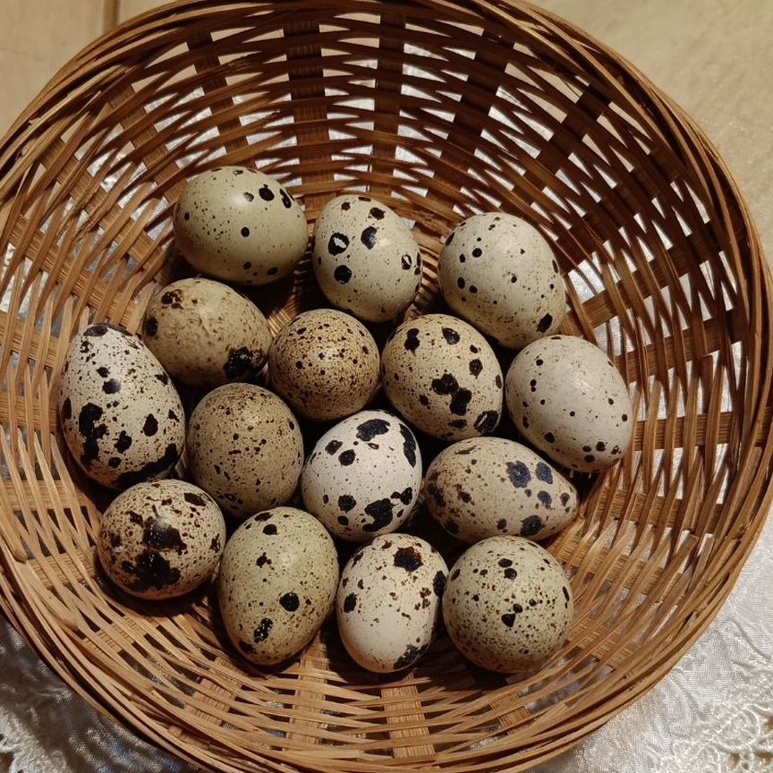 Инкубационные яйца перепелов