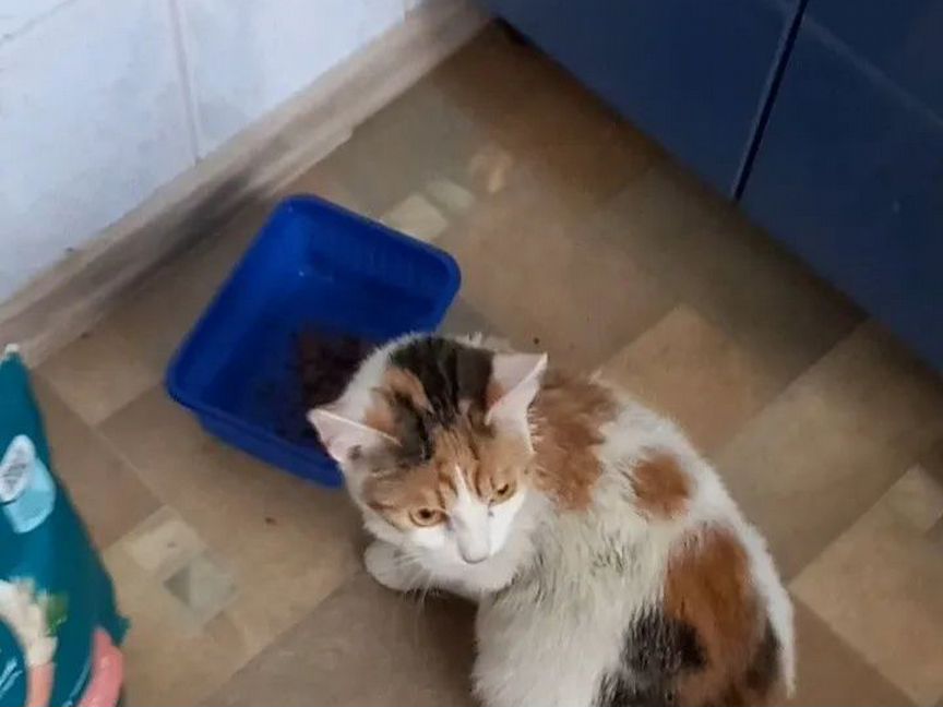 Котенок в добрые руки бесплатно