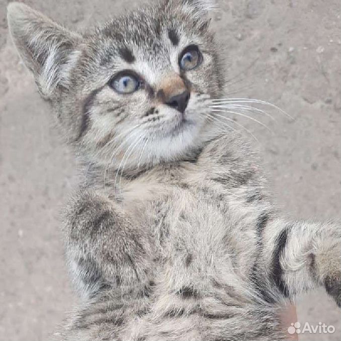Котенок в добрые руки. Спасите с завода
