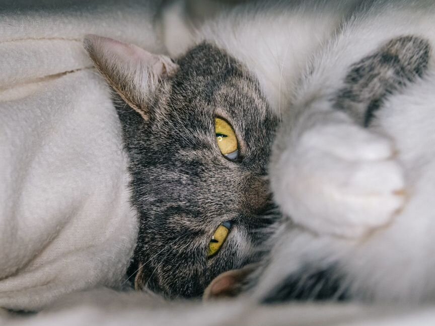 Кошка Маша в добрые руки