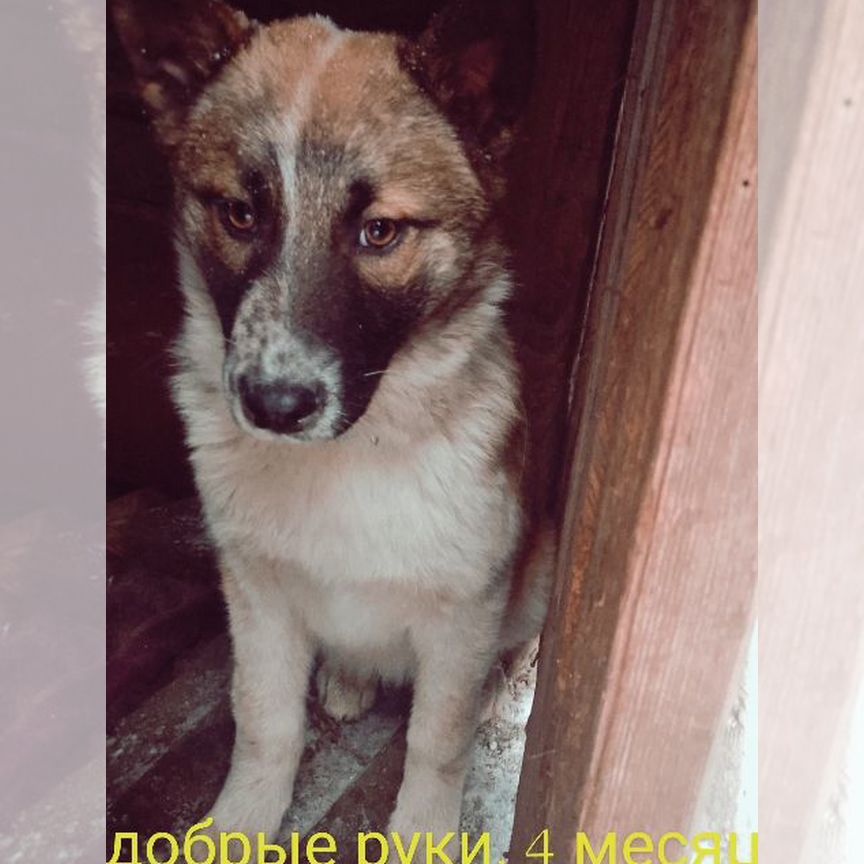 Щенок в добрые руки