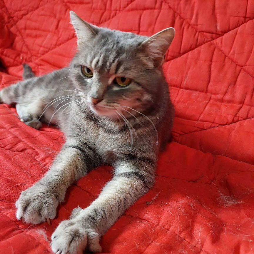 Котята и кошки