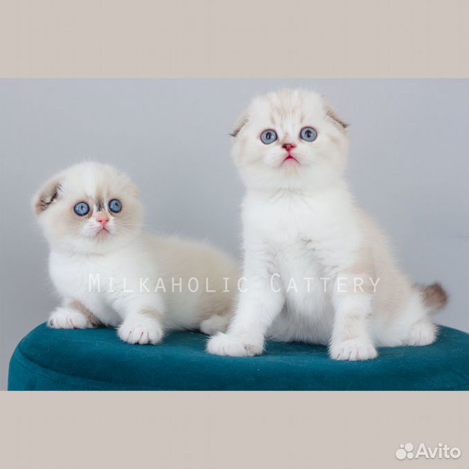 Превосходный тип. Знатное происхождение