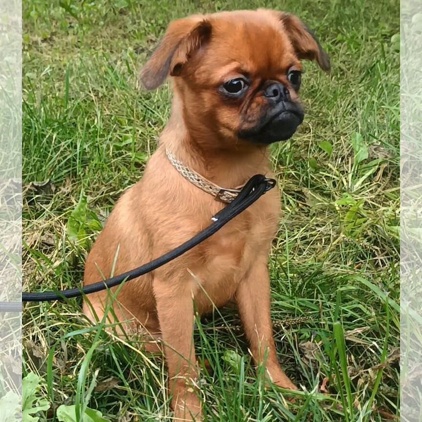 Девочка пти брабансон