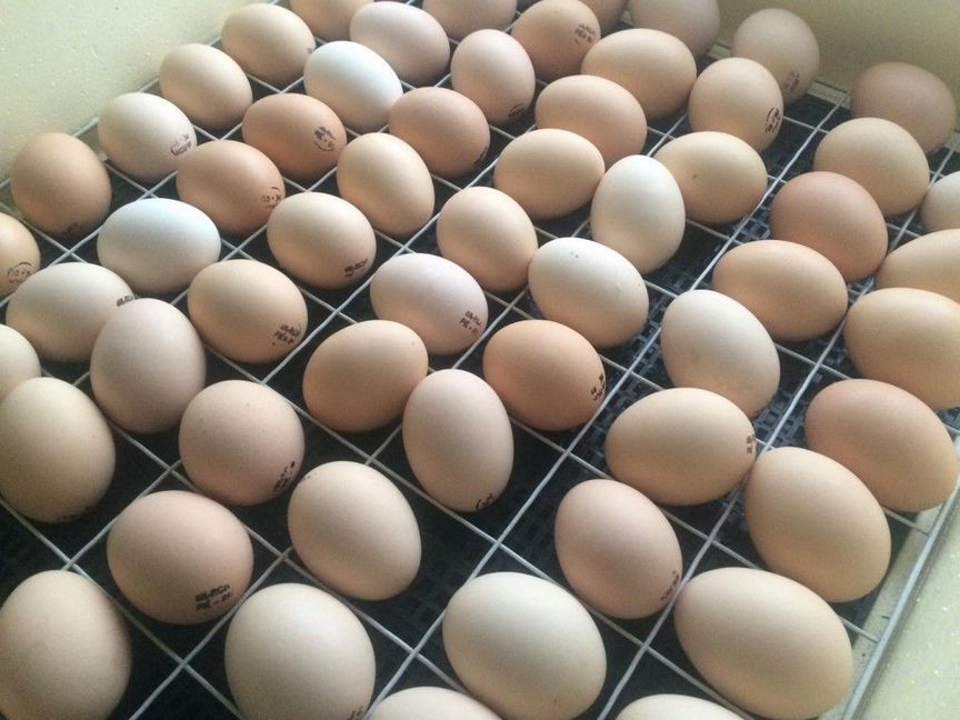 Инкубационное яйцо породных кур