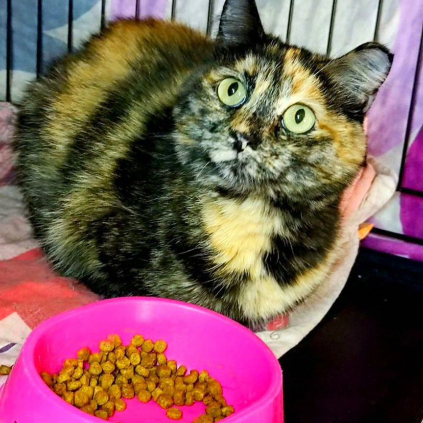 Кошечки в добрые руки