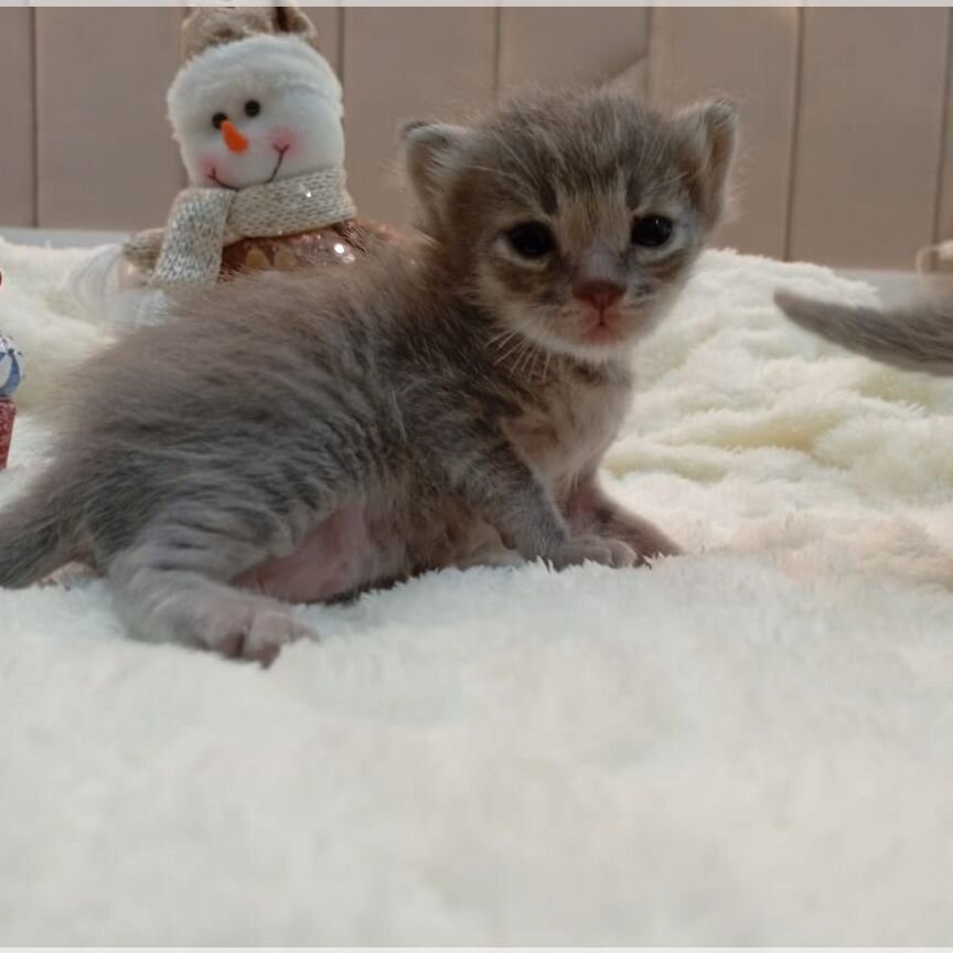 Шотландский вислоухий короткошёрстный котёнок