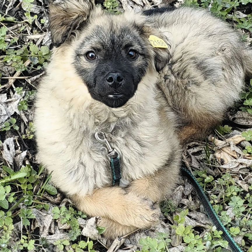 Щенок в добрые руки