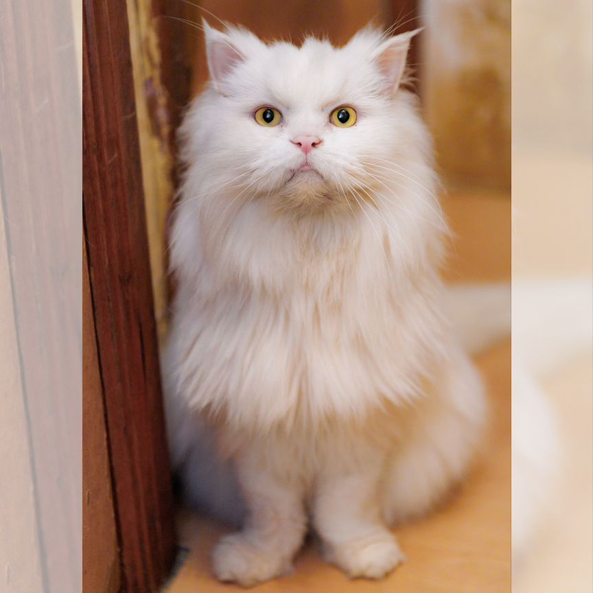 Шикарный кот в добрые руки бесплатно