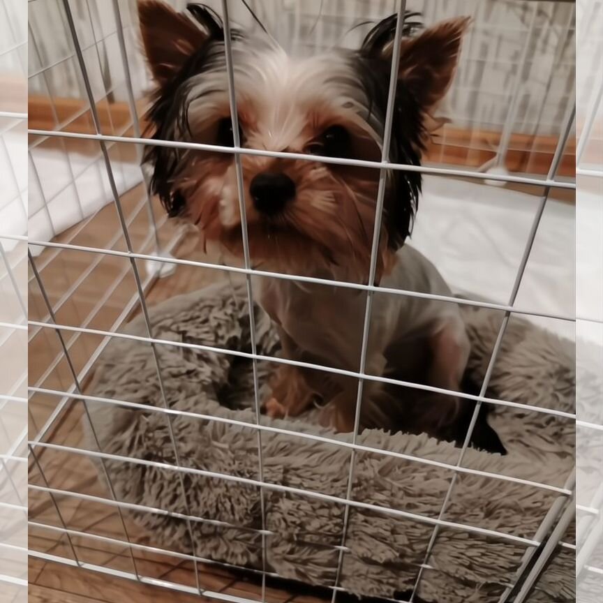 Йоркширский терьер, щенок