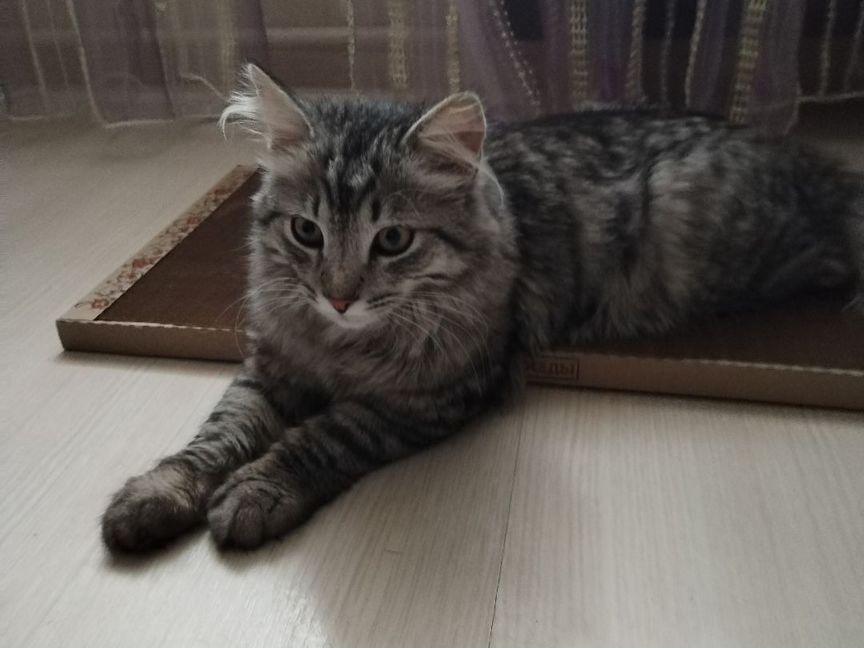 Кошка в дар бесплатно