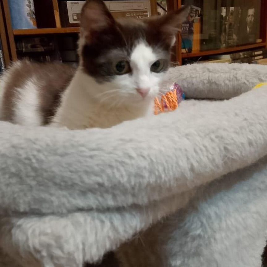 Чудо котенок подросток