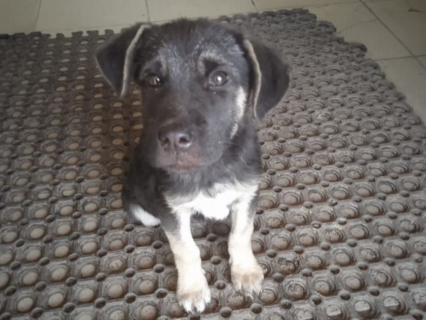 Щенок кобелек