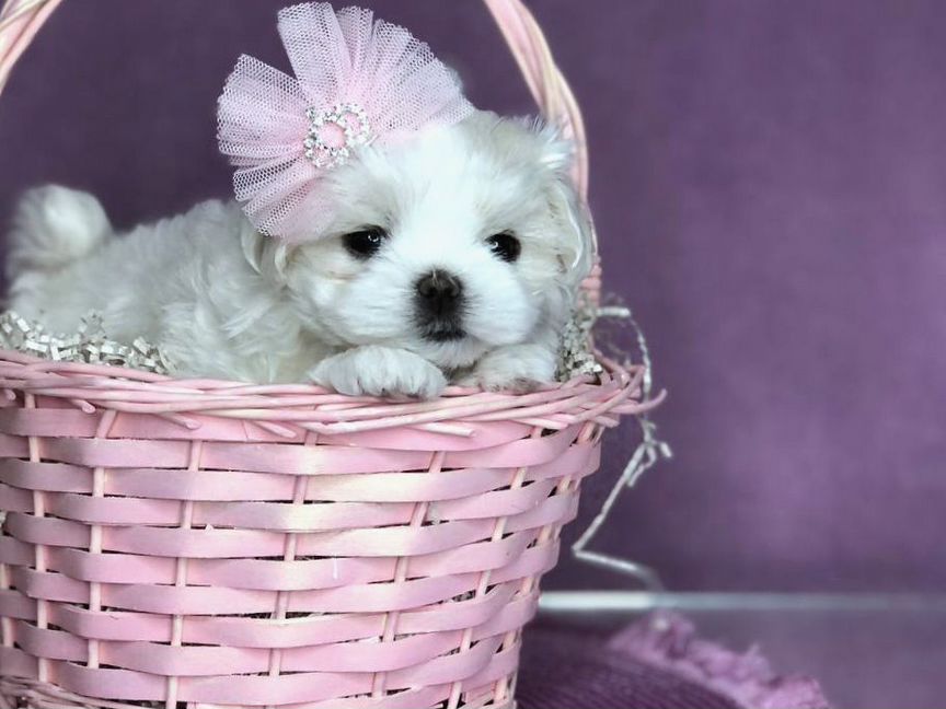 Мини девочка