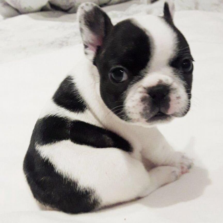 Французский бульдог щенки