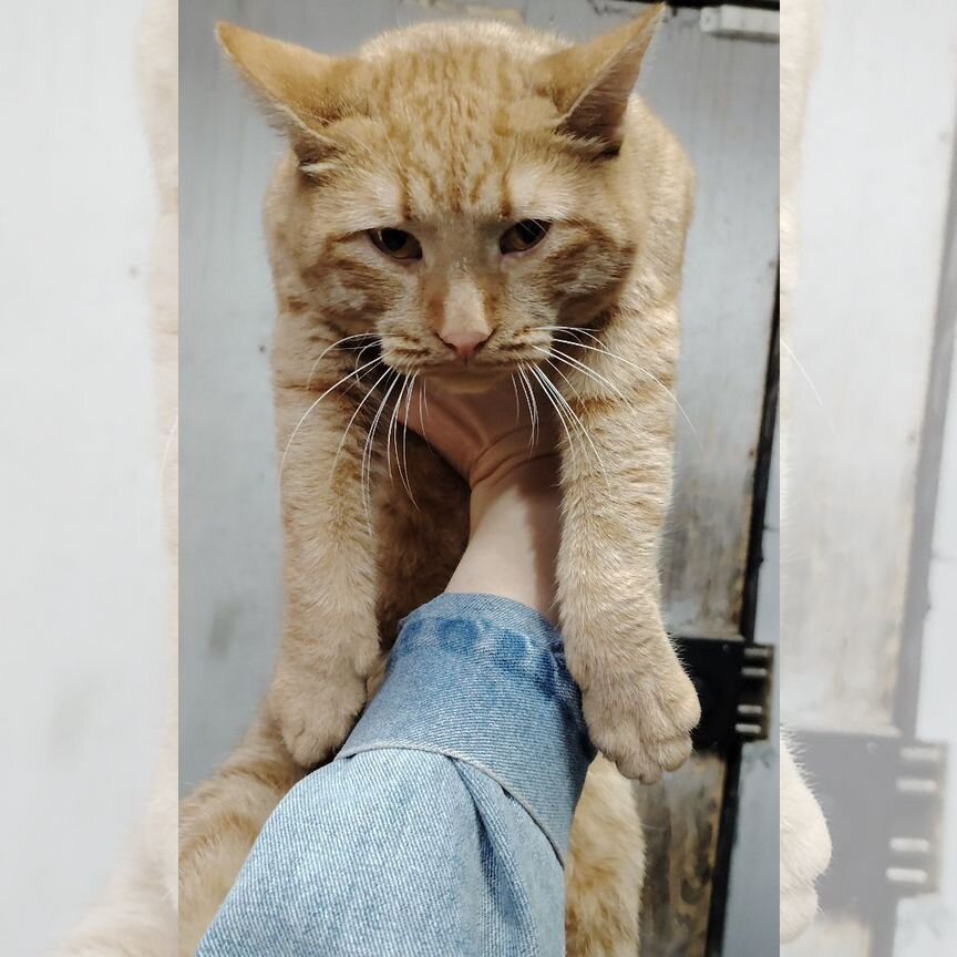 Взрослый кот в добрые руки