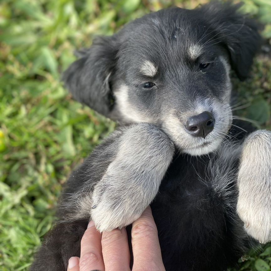 Бесплатно щенята