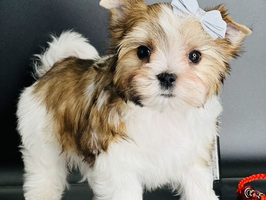 Бело красный цветной йорк