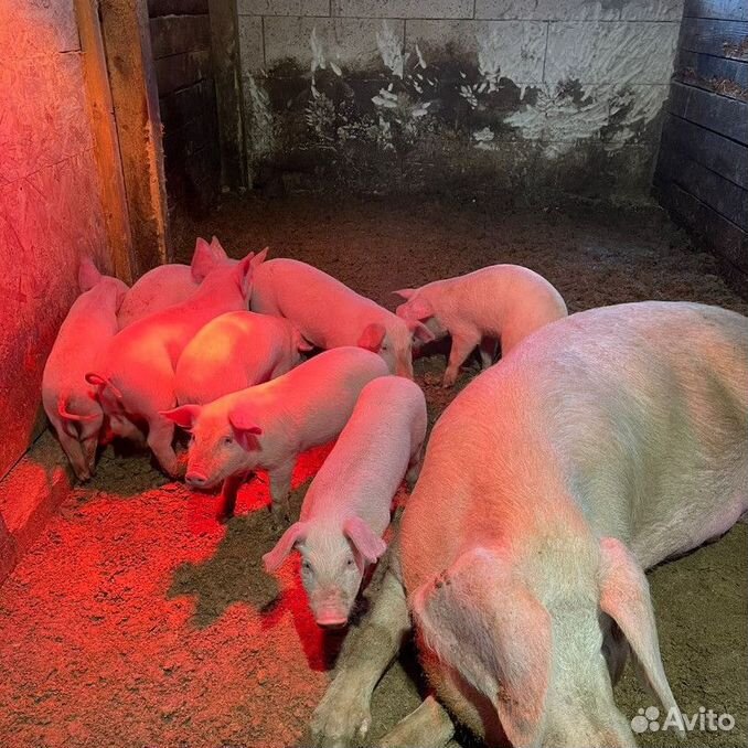 Свиноматки