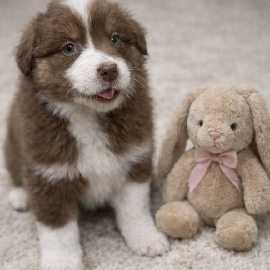 Австралийская овчарка, щенок