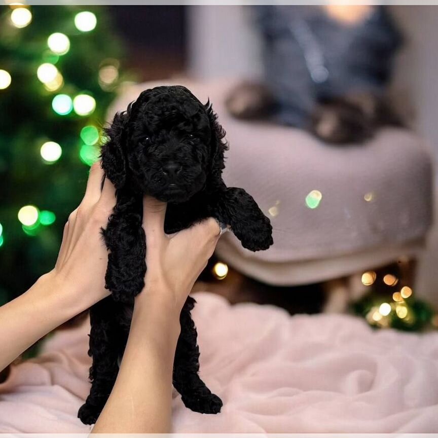 Той-пудель, щенок